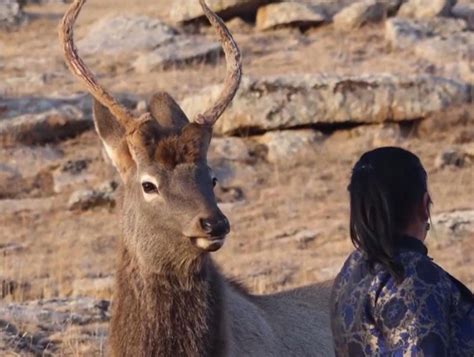 Борхүүг нутагшуулахаар Богдхан уулын Тайны аманд хүргэжээ