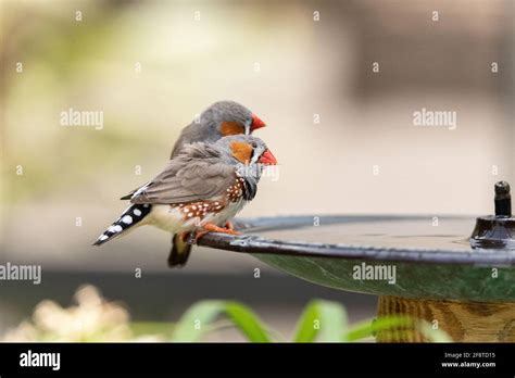 Pair Of Zebra Finch Birds Taeniopygia Guttata On The Edge Of A Bird