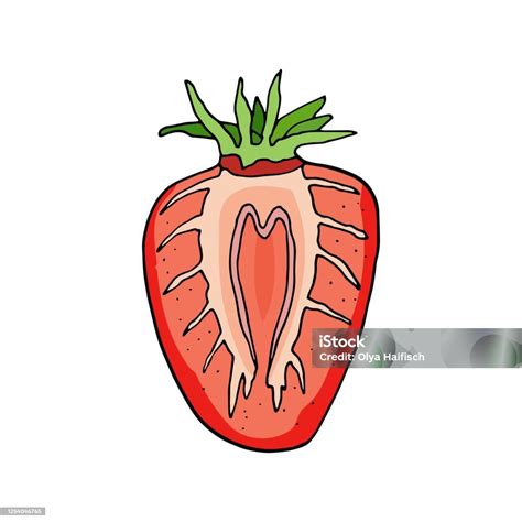레드 스트로베리 슬라이스 벡터 일러스트레이션 손으로 그린 다채로운 만화 낙서 그림 흰색 배경에 고립 된 베리를 잘라 패키지 장식