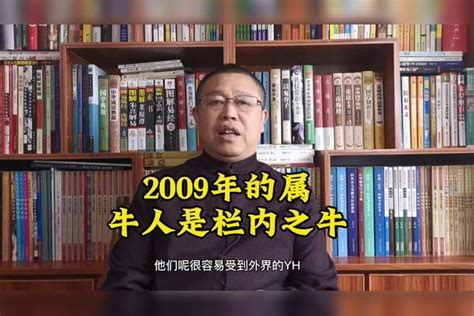 秦华讲解属牛人的运势：2009年的属牛人是栏内之牛秦华