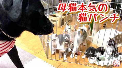 【野犬 子犬 保護犬 子猫】そこで・・・？ Youtube