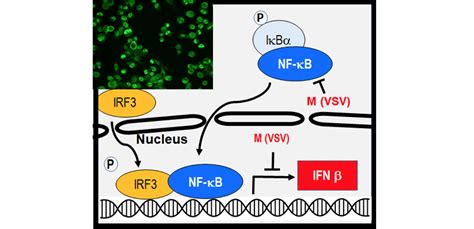 Research Viral Genetics Lab Rit
