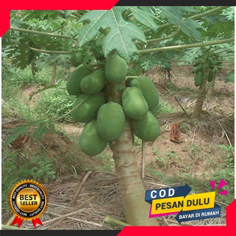 Jual Bibit Tanaman Pepaya California Shopee Indonesia