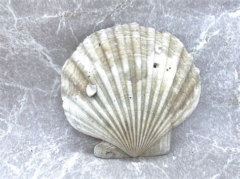 Chesapecten Jeffersonius