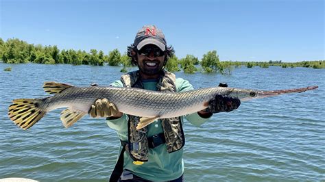 Whats A Gar And Why Is It The Big Winner At The Minnesota Capitol Twin Cities