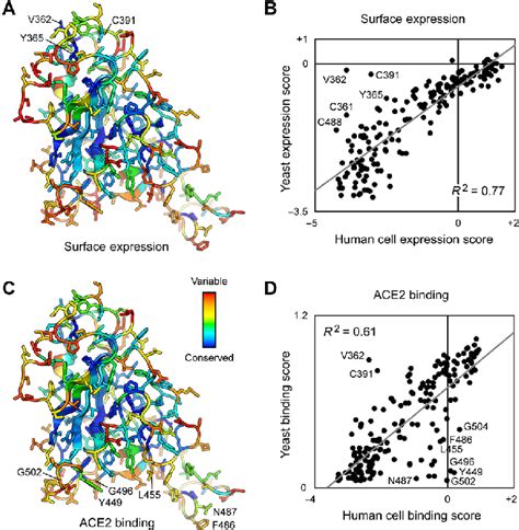 Deep Mutagenesis Reveals That The Ace2 Binding Site Of Sars Cov 2