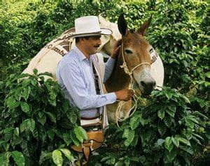 Juan Valdez Launches In Canada Consolidates North American Market