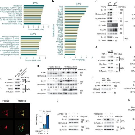 Tgf β Induced Palmitoylation Promotes Hk1 Translocation To The Plasma