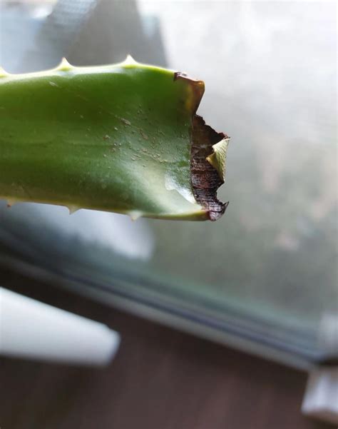 Can I Prop This Aloe Just Wondering If This Wonderful Aloe Piece Can