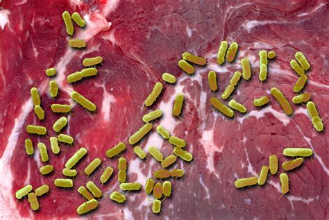 Beef Contaminated With E Coli Stock Image C0282593 Science Photo Library