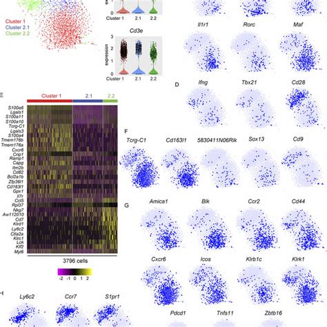 Scrnaseq Identifies Two Major Clusters Of Lung γδ T Cells A Download Scientific Diagram