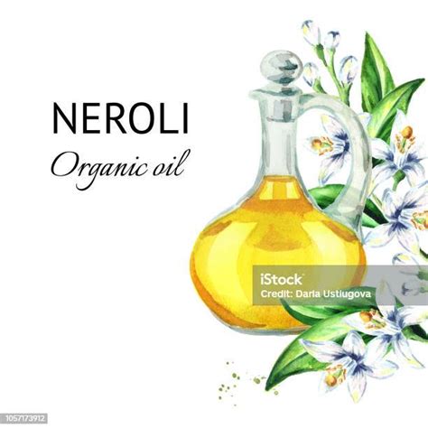 Neroli 꽃과 유기 핵심이 석유의 유리입니다 흰색 배경에 고립 수채화 손으로 그린 그림 감귤류 과일에 대한 스톡 벡터 아트