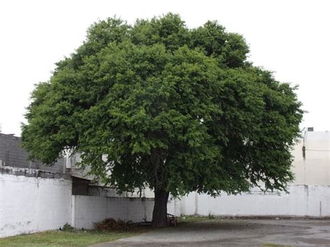 Cuáles Son Las Características Del árbol De ébano 【al Detalle】