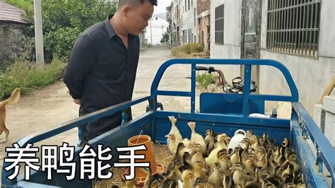 时隔多日小鸭长大不少，这100只还有95只，这技术有长进【螃爷pang】 Youtube