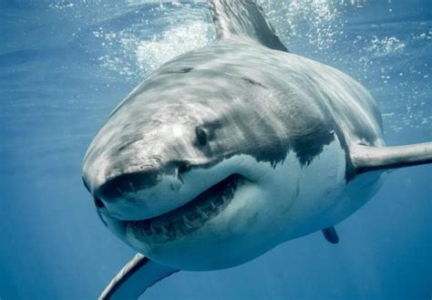 Un Tiburón Muerde En La Cara A Un Surfista En Una Playa De Florida