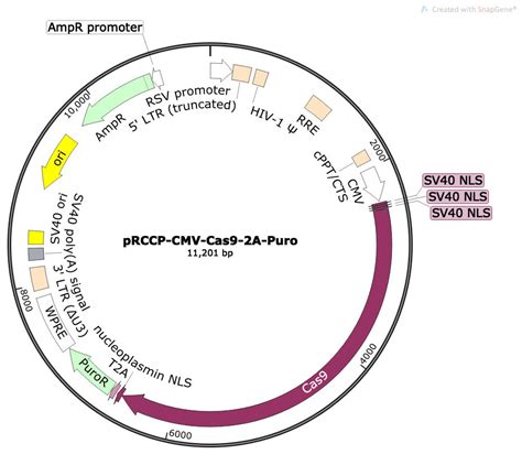 Crispr Cas9 Expression Construct Cellecta Inc Cellecta