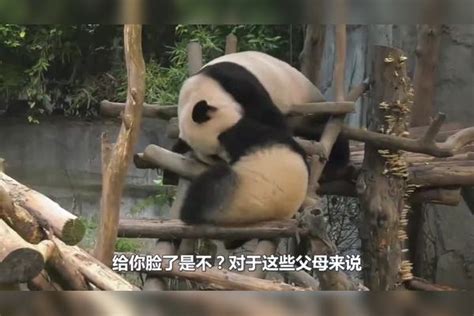 一只小奶狗，被狗爸狗妈“混合双打”，镜头拍下全过程狗妈狗爸小奶