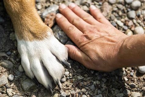 Descubre las posturas de un perro feliz Guía completa RevistaBoletinBiologica ar