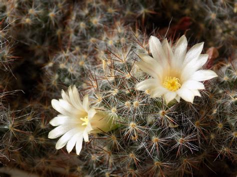 კაქტუსის ყვავილი Anasun Kitios Flickr