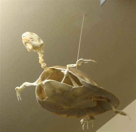 Mammalia Design Osteology Museum Oklahoma City