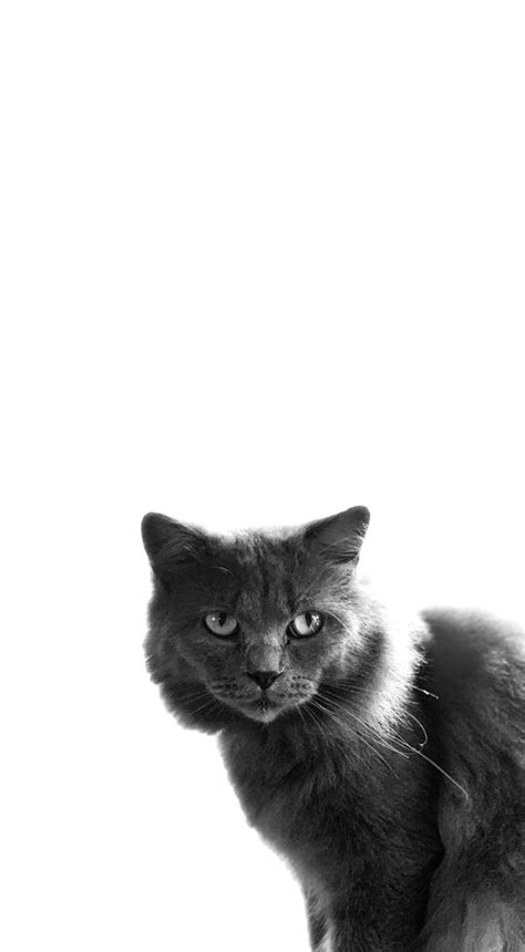 Kenalin Namanya Cilo