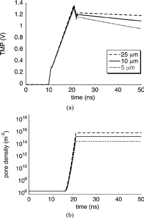 A TMP Time Courses For Different Cell Radii Considering The 10 Ns Download Scientific Diagram