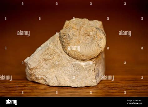 A Piece Of Stone Enclosed Remains Of A Fossilized Fossil From A Bygone