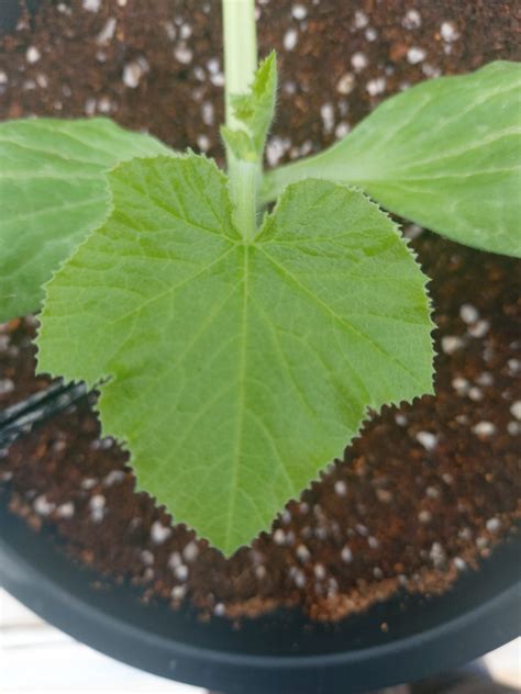 2st Object Detection Dataset By Kyungpook National Univ