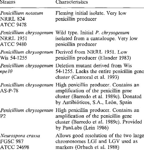 Penicillium Chrysogenum Life Cycle