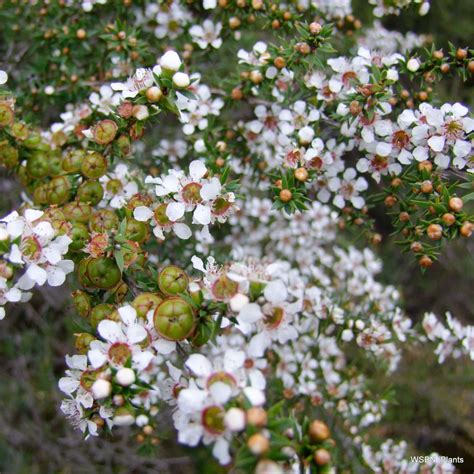 Leptospermum Continentale Prickly Tea Tree Local Seeds