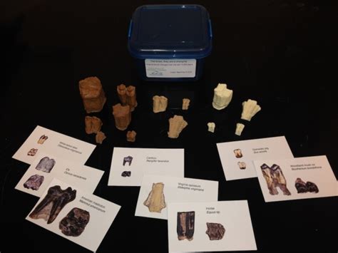 Lycopod Trunk Now On Exhibit Updates From The Paleontology Lab