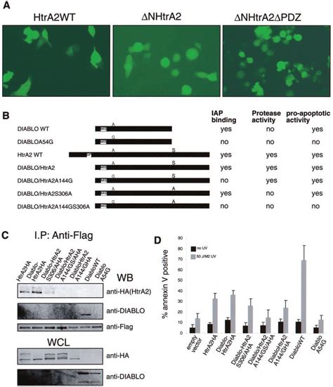 Both The Serine Protease Activity And The Iap Binding Activity Of Htra2