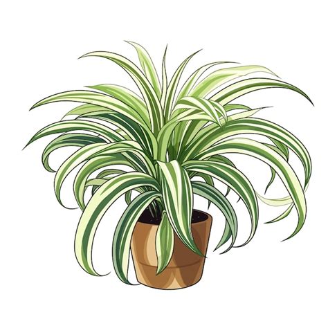 손으로 그린 거미 식물 Chlorophytum Comosum 만화 터 일러스트레이션 클리파트 색 배경 프리미엄 벡터
