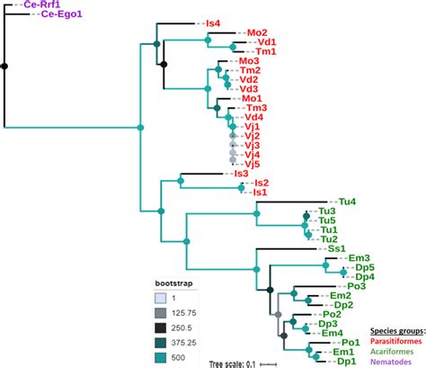 Phylogenetic Distribution Of Rna Dependent Rna Polymerase Rdrp