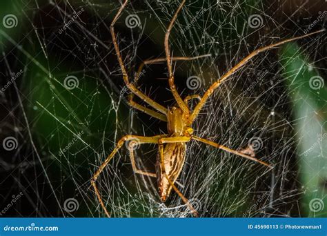 Spiders In The Nest Stock Image Image Of Macro Garden 45690113