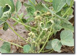 Dicamba Injury And Insurance Missouri Crop Resource Guide