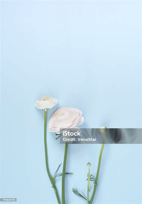 花の背景淡い青の背景に淡いピンクのラナンキュラスの花平面図ですコピー スペース お祝いのストックフォトや画像を多数ご用意 お祝い