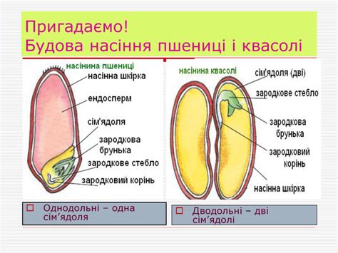 Презентація Характеристика Покритонасінних рослин