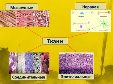 Виды Тканей С Фото Биология —