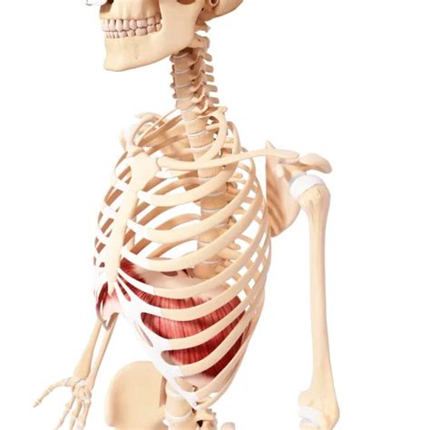 Human Musculature Artwork F007 5650 Our Beautiful Wall Art And Photo