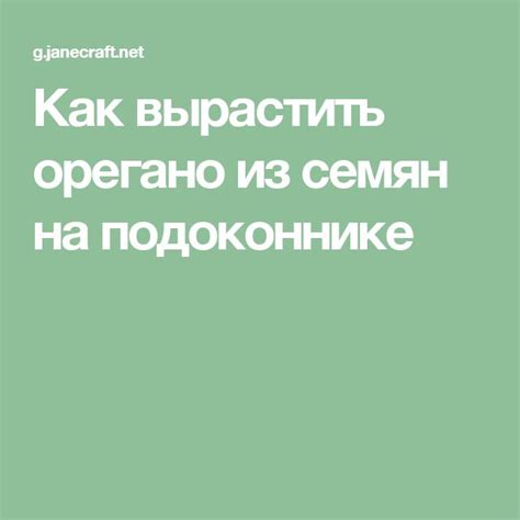 Как вырастить орегано из семян на подоконнике Орегано Подоконник Чеснок
