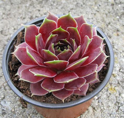 Sempervivum Commander Hay — Florists Plantica