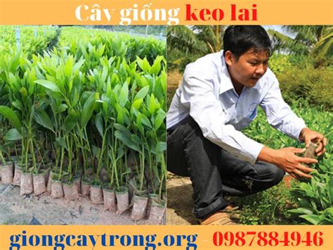 Cây Giống Keo Lai Ưu điểm Cách Trồng Và Giá Trị Kinh Tế
