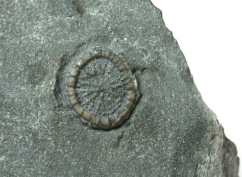 Cyclocystoid Echinoderm