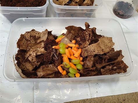 How To Set Up A Worm Farm