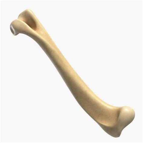 Bone Pbr 3d Model Turbosquid 1542689