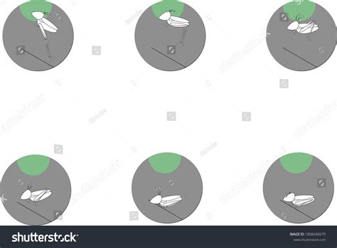 메뚜기 점프 사이클 애니메이션 프레임 스톡 벡터로열티 프리 1808436679 Shutterstock