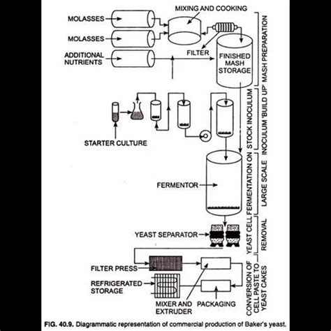 Yeast Extract Plants For Industrial Packaging Size 100 G At Best Price In Pune