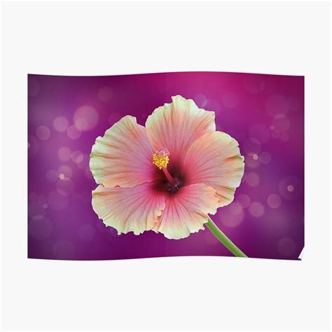 Hibiscus Flower Poster For Sale By James Martin Hibiscus Flowers