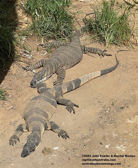 Lace Monitor Size Morphmarket On X Bells Phase Lace Monitor Other